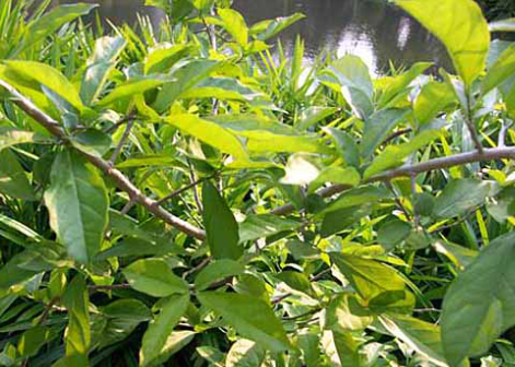 Ankola - India For You