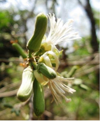 Ankola - India For You