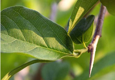 Ankola - India For You