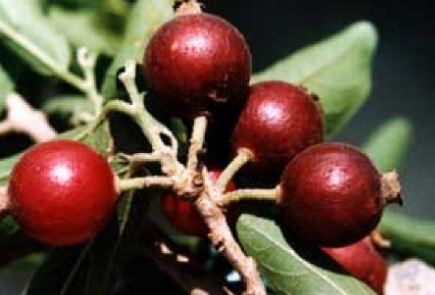 Ankola - India For You